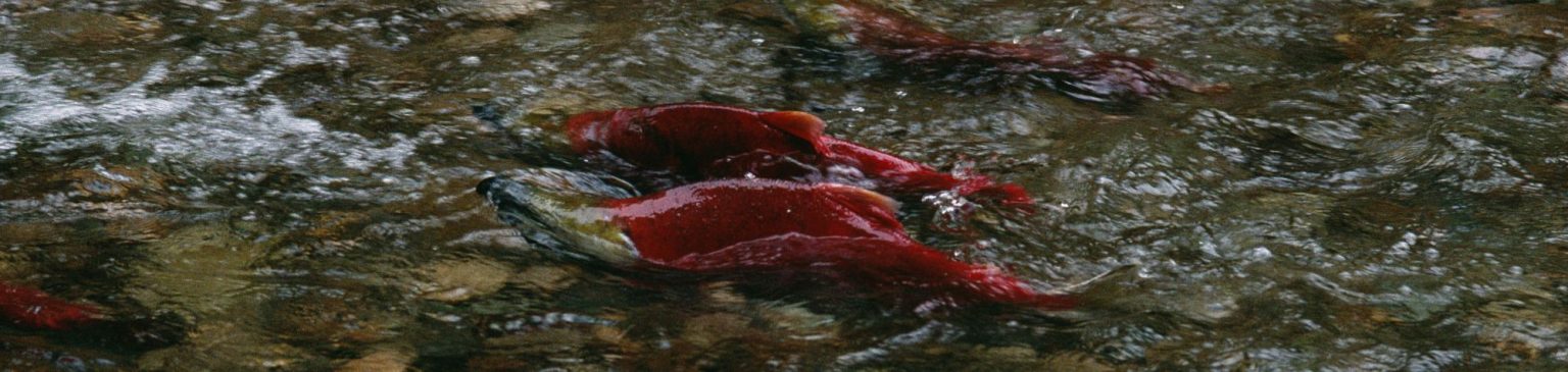 History - Alouette River Management Society