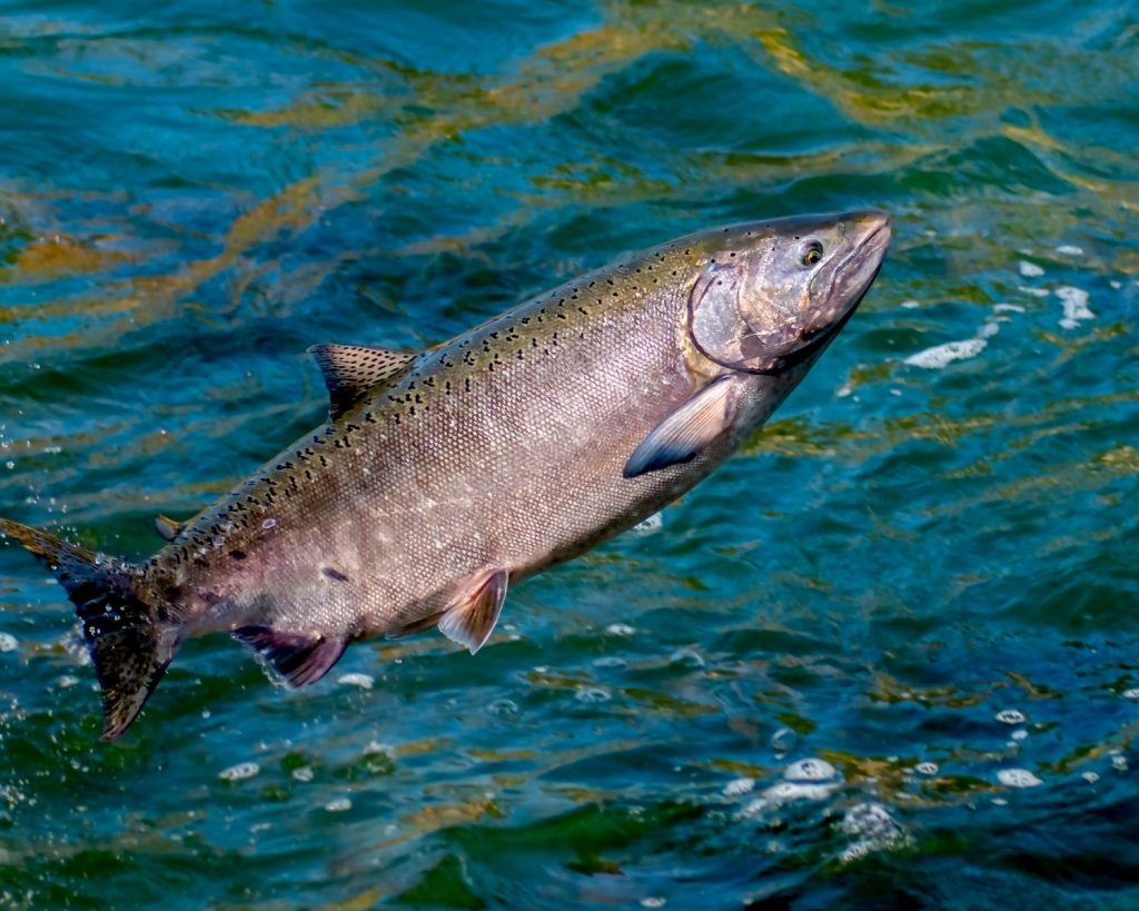 Salmon: A Keystone Species - Alouette River Management Society
