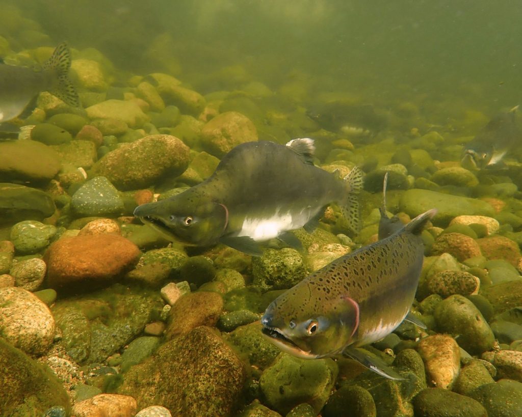 Salmon: A Keystone Species - Alouette River Management Society
