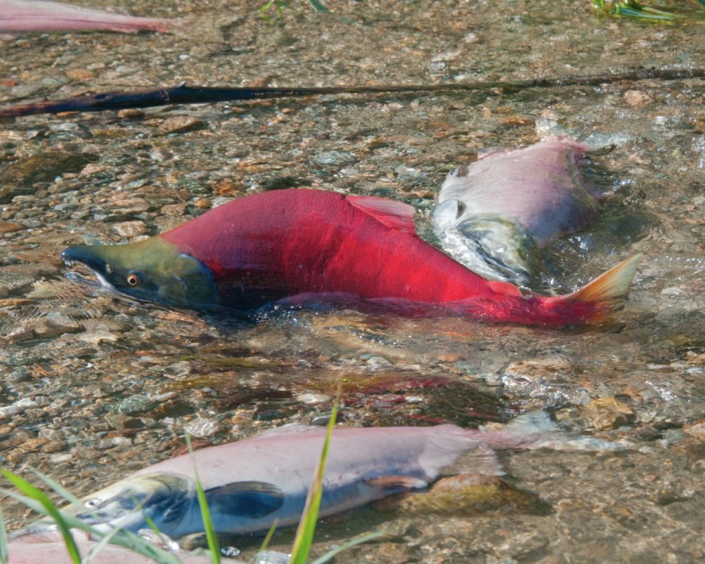 Salmon: A Keystone Species - Alouette River Management Society