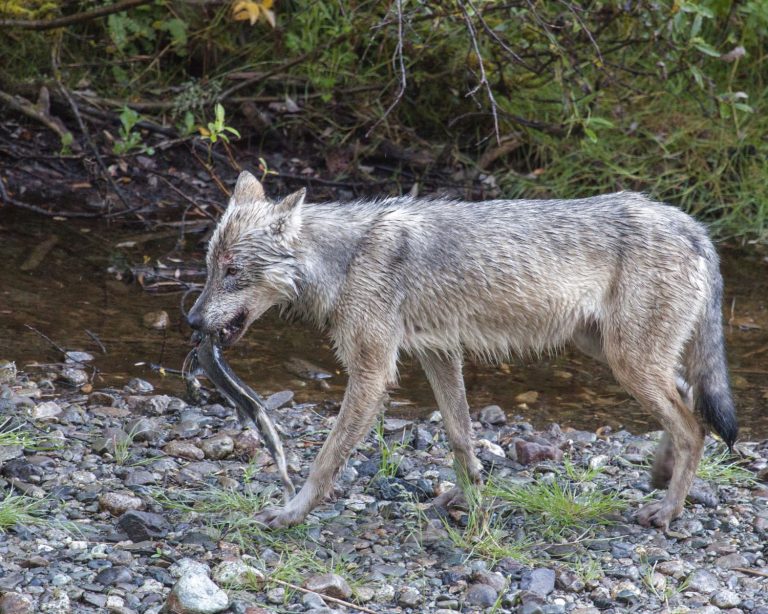 Salmon: A Keystone Species - Alouette River Management Society